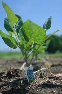 Lead in Home Garden Soil – Wisconsin Horticulture