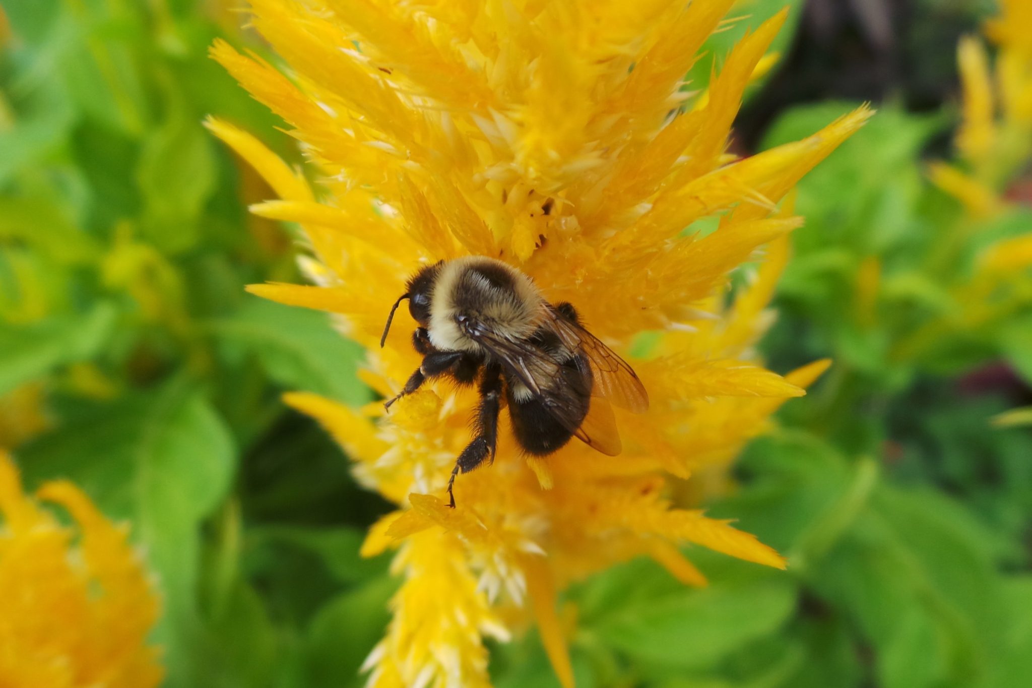 Wisconsin Bee Identification Guide – Wisconsin Horticulture
