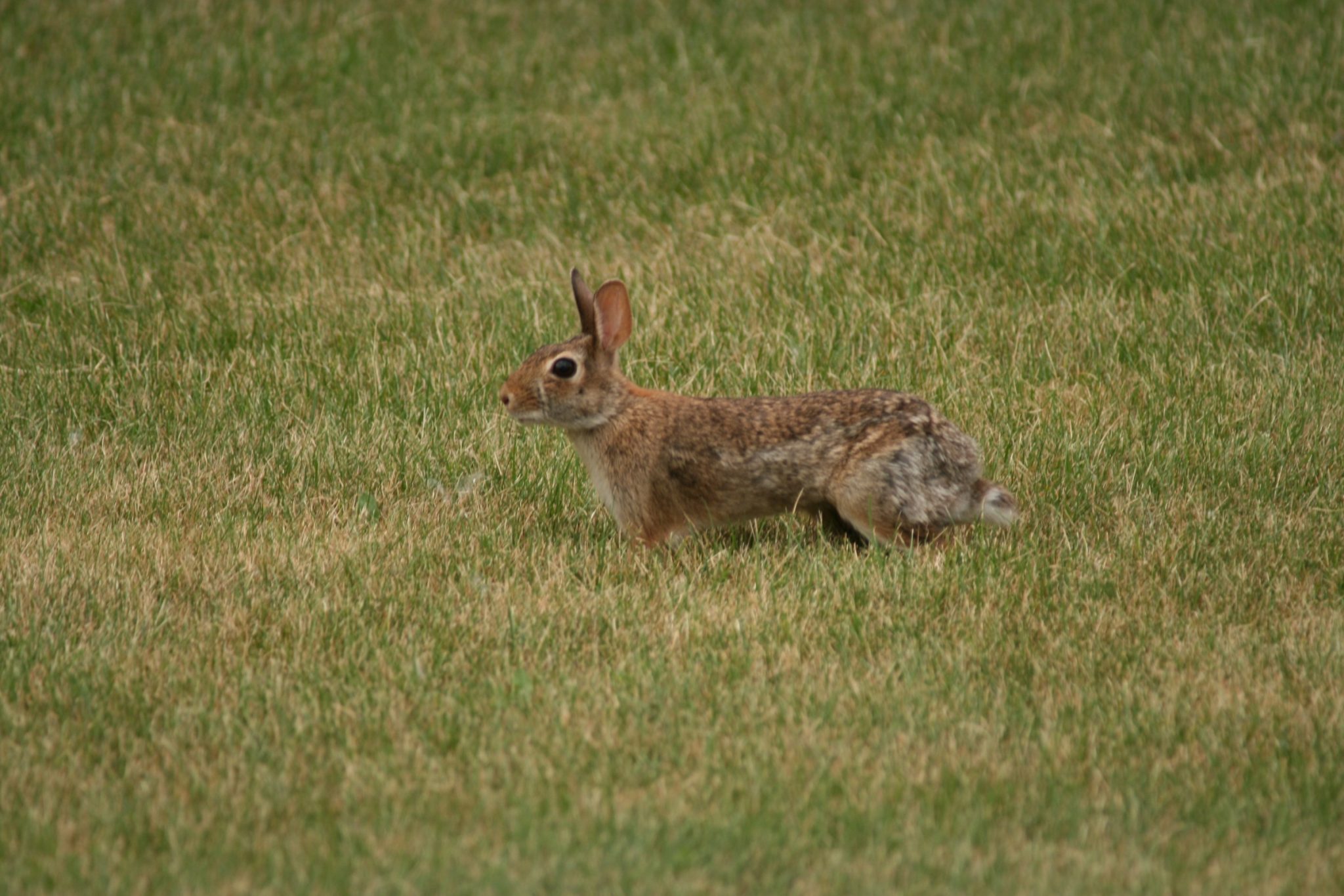 Rabbit Ecology and Damage Management – Wisconsin Horticulture