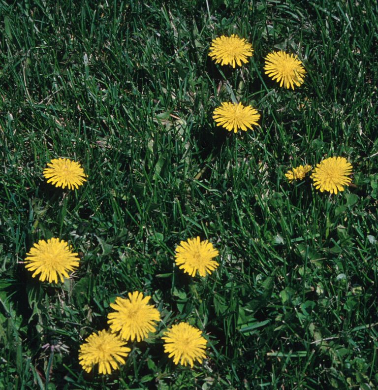Wisconsin Lawn Care Calendar – Wisconsin Horticulture