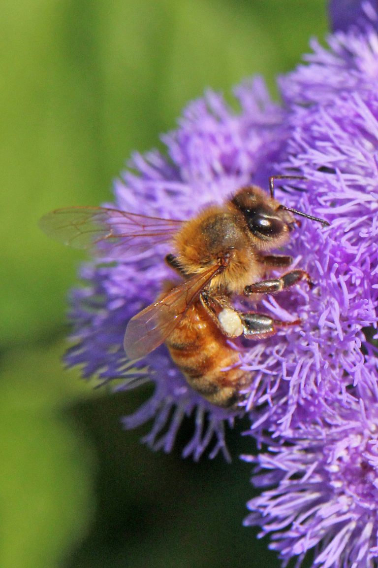 Wisconsin Bee Identification Guide – Wisconsin Horticulture
