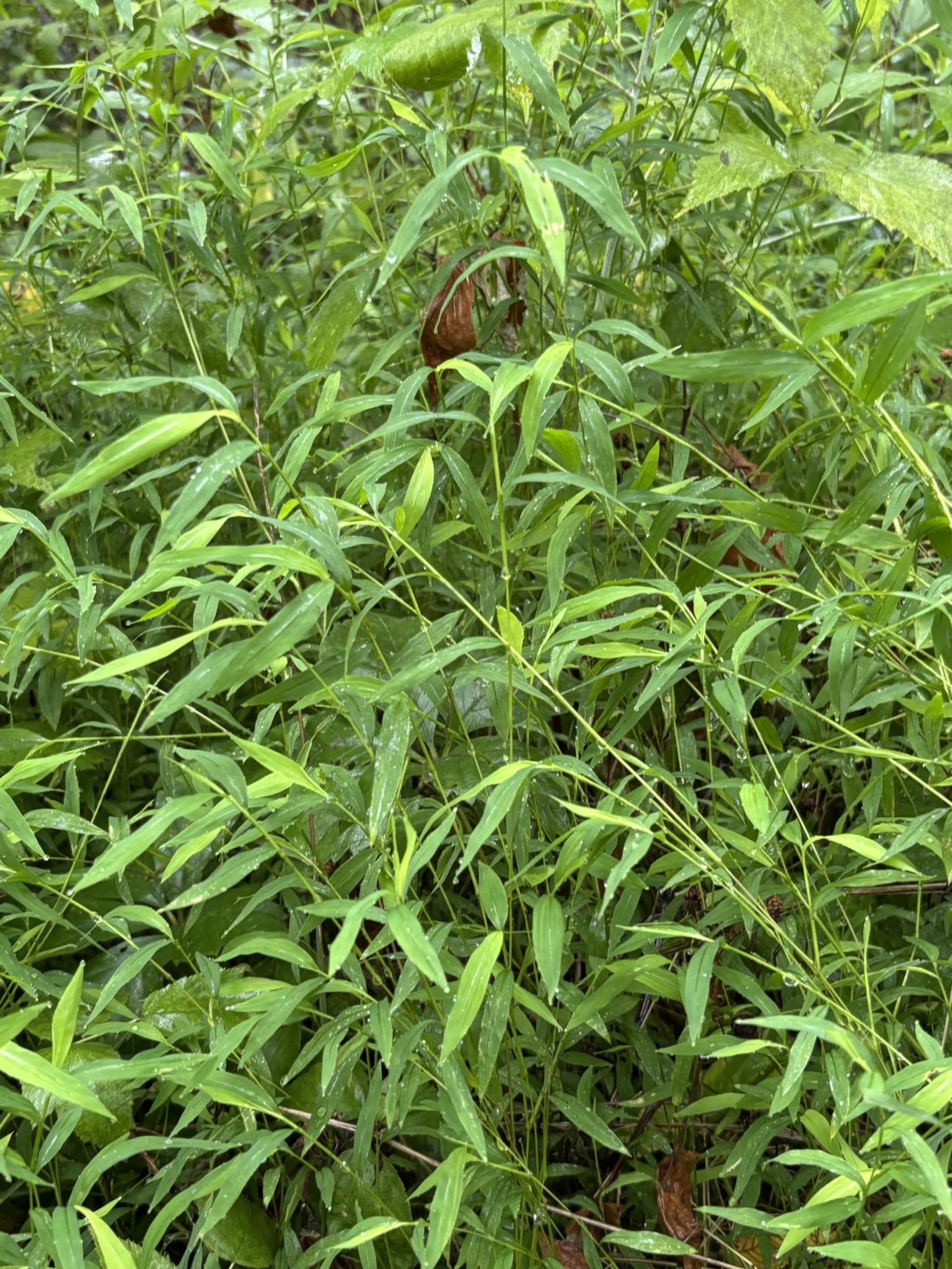 Invasive Stiltgrass Found in Rock County – Wisconsin Horticulture