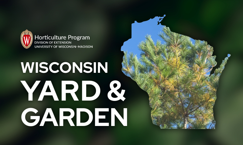 Seasonal Needle Drop Normal on Evergreens – Wisconsin Horticulture