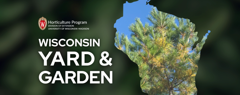 Seasonal Needle Drop Normal on Evergreens – Wisconsin Horticulture