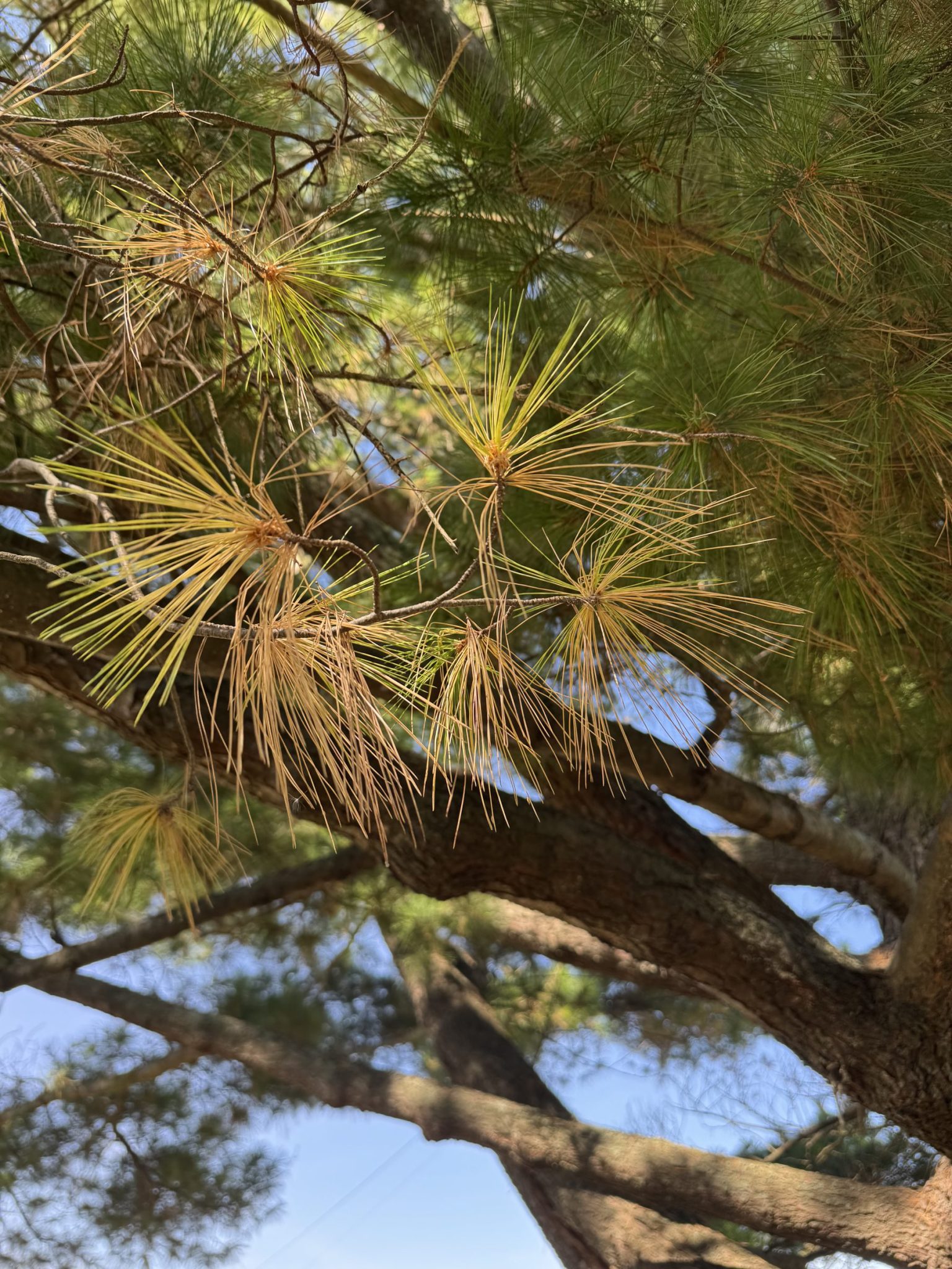 Seasonal Needle Drop – Wisconsin Horticulture