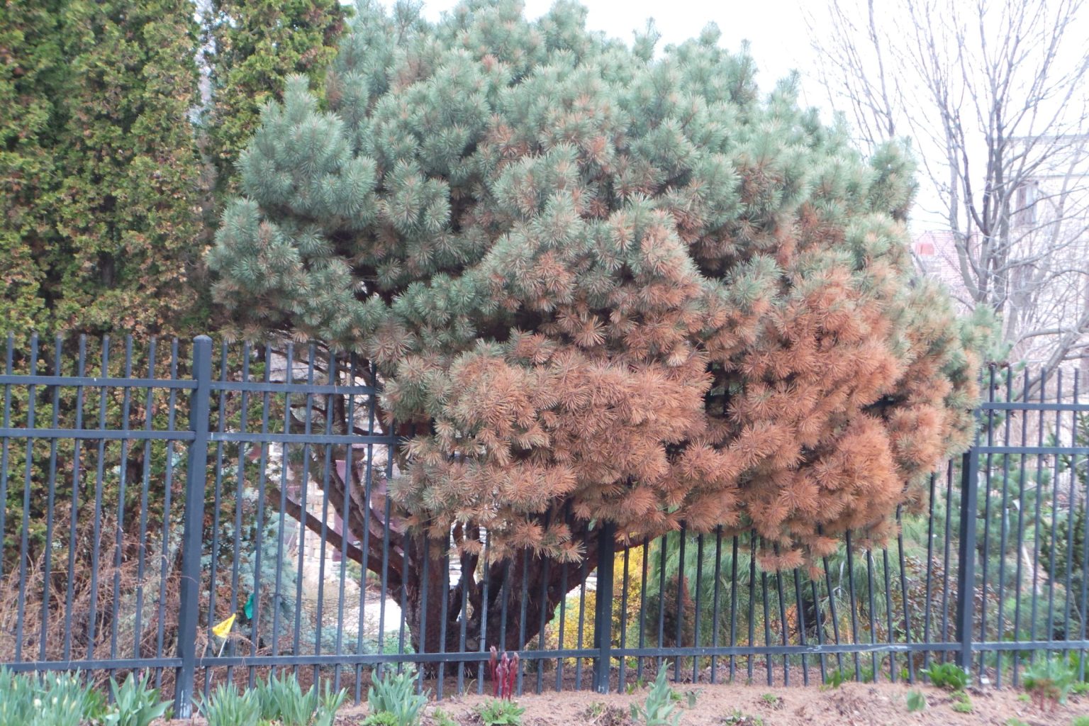 Keep Watering in Fall to Protect Evergreens from Winter Burn ...