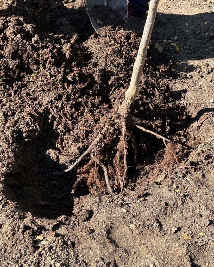 Promoting Urban Forestry: Planting Bareroot Trees in Home Landscapes ...
