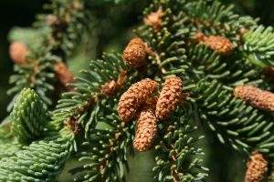 10 Ways Trees Fight Climate Change – Wisconsin Horticulture