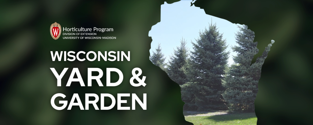 Spruces in Wisconsin Landscapes & Forests – Wisconsin Horticulture