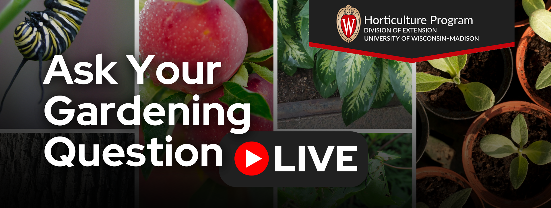 Ask Your Gardening Question: LIVE with UW-Madison plant health experts ...
