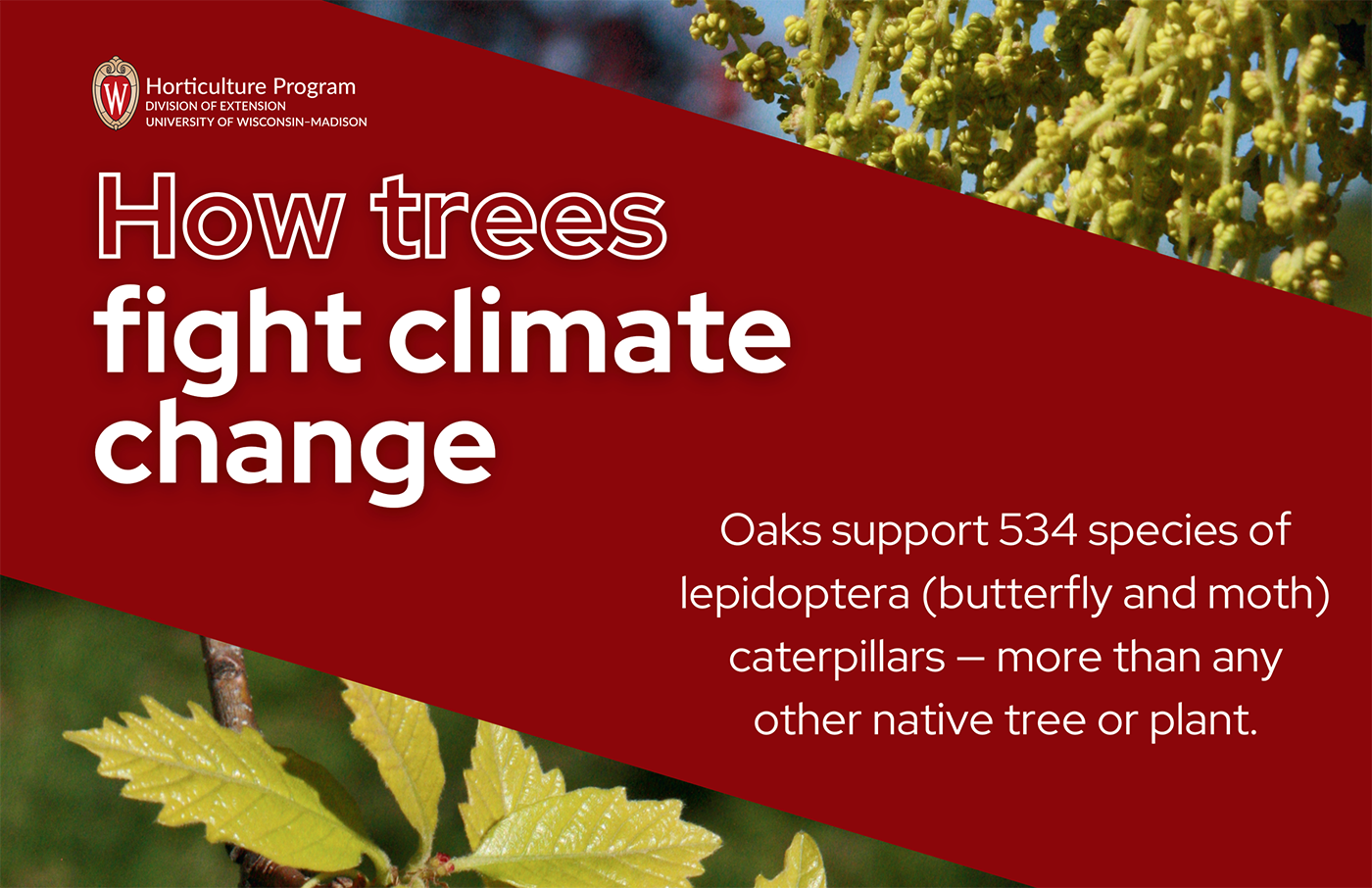 10 Ways Trees Fight Climate Change – Wisconsin Horticulture