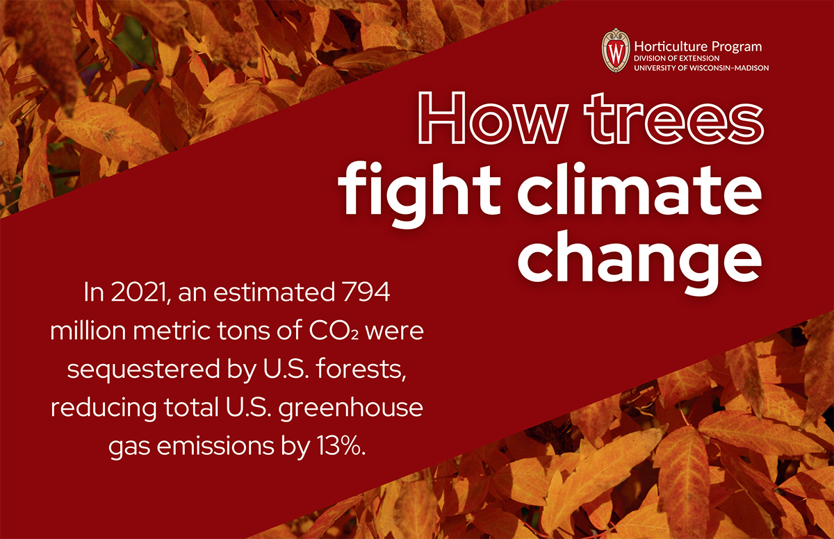 10 Ways Trees Fight Climate Change – Wisconsin Horticulture