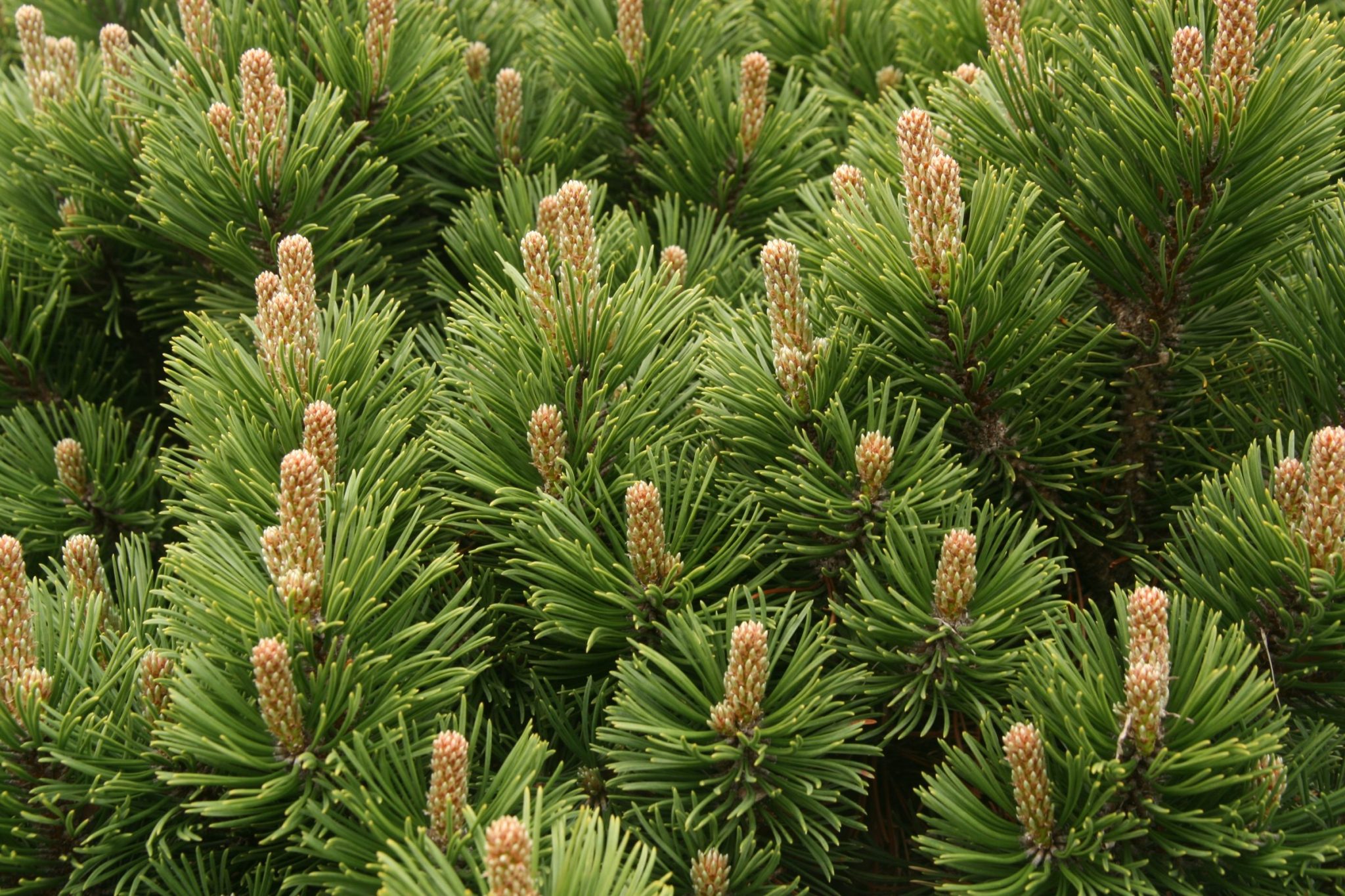 10 Ways Trees Fight Climate Change – Wisconsin Horticulture