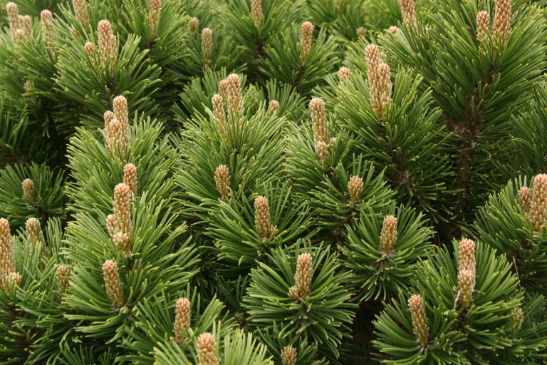 10 Ways Trees Fight Climate Change – Wisconsin Horticulture