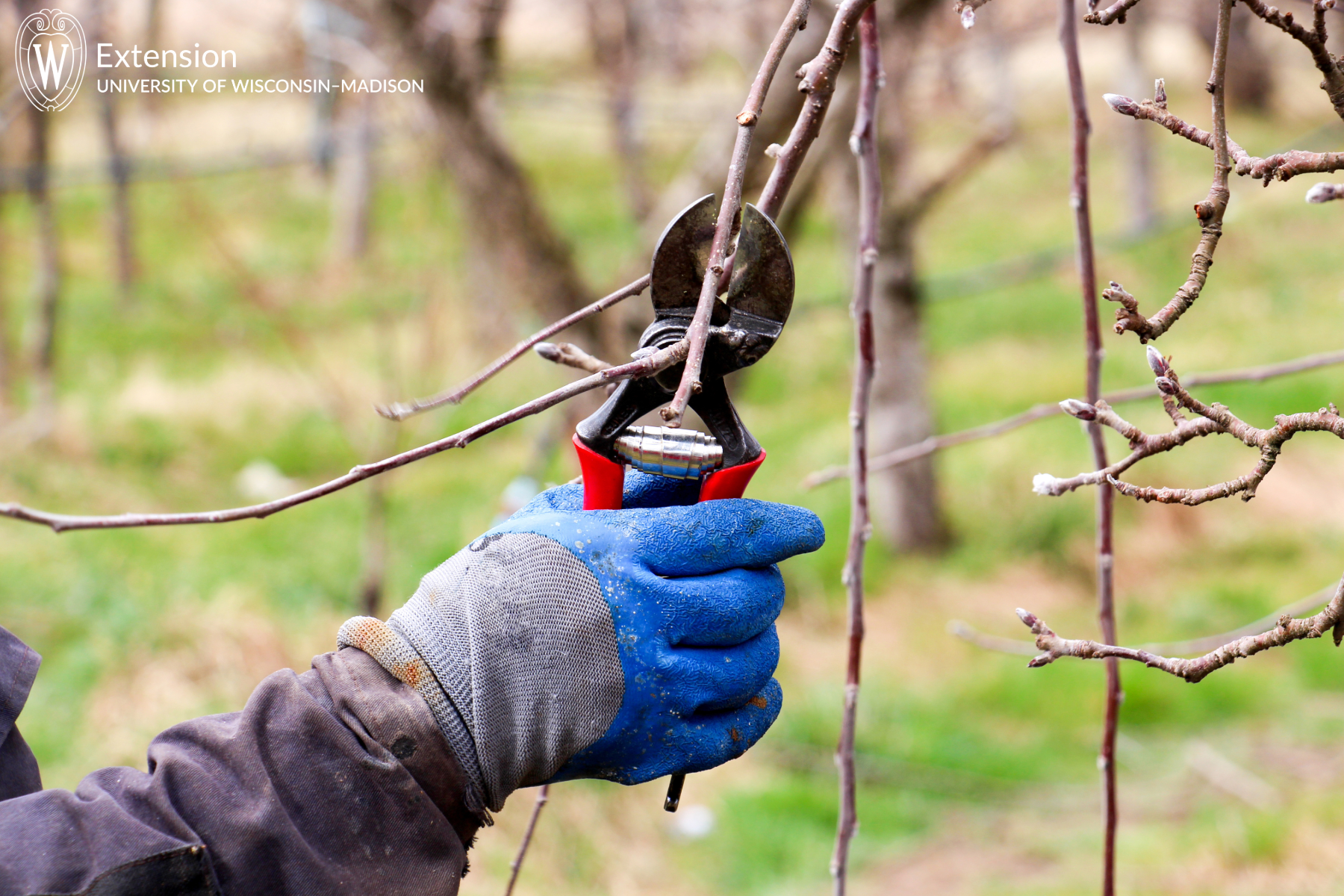 Making the Cut: Apple & Grape Pruning Workshops – Wisconsin Horticulture
