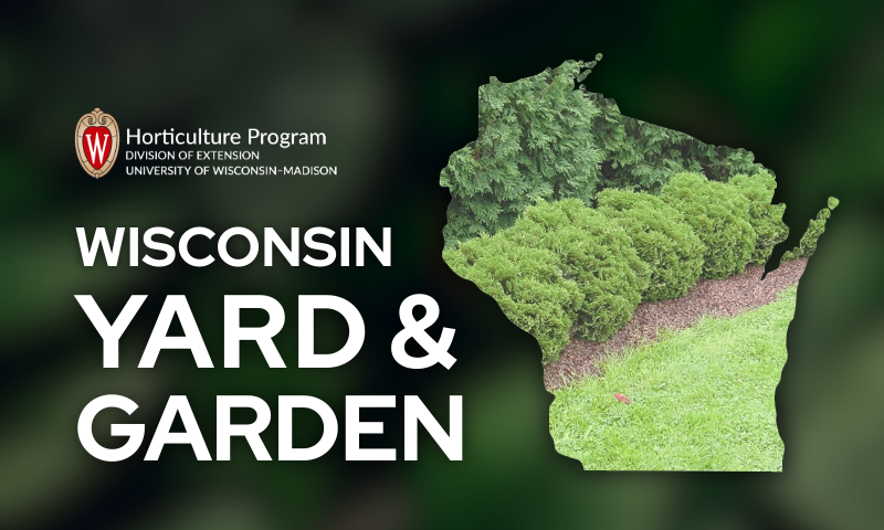 Evergreen Shrubs in the Landscape – Wisconsin Horticulture