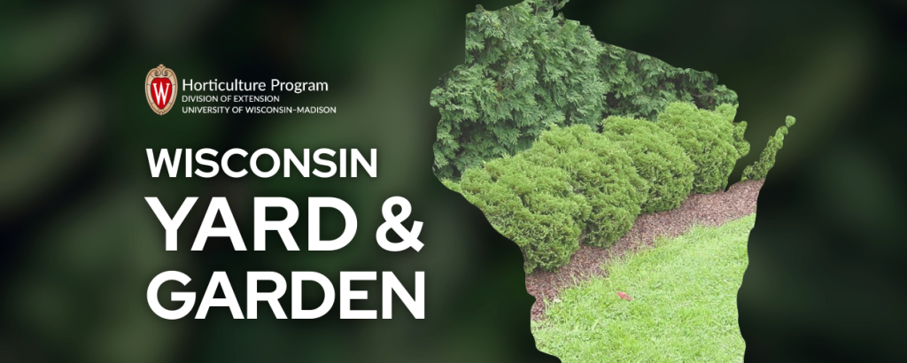 Evergreen Shrubs in the Landscape – Wisconsin Horticulture