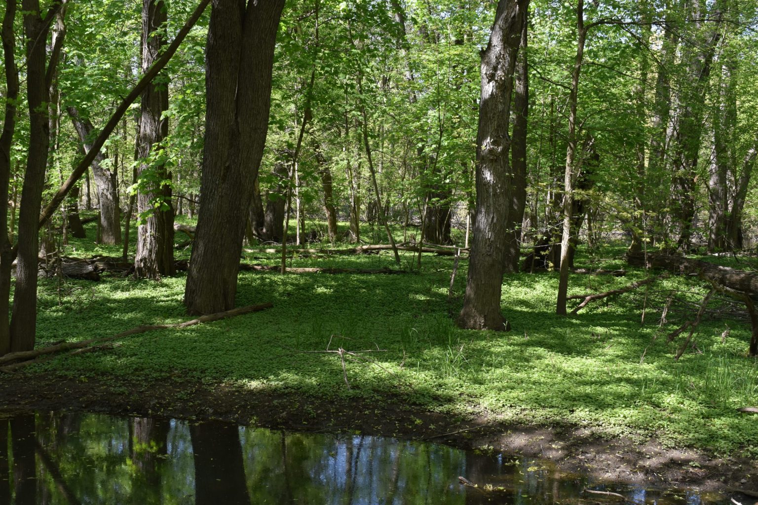 Be on the lookout for lesser celandine: A new invasive plant making its ...
